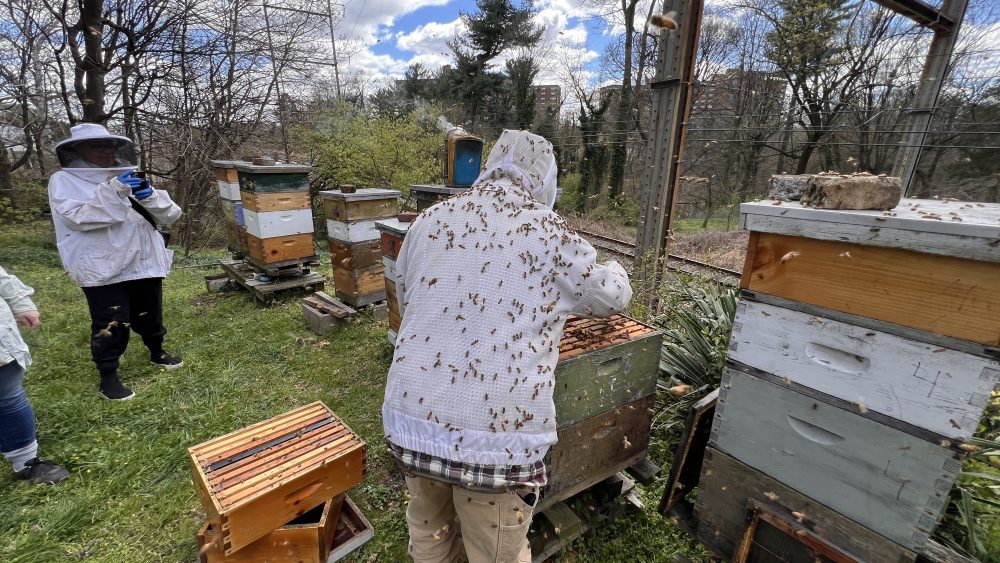 Philadelphia Beekeepers Guild - Givin' a durn about bees since 2009